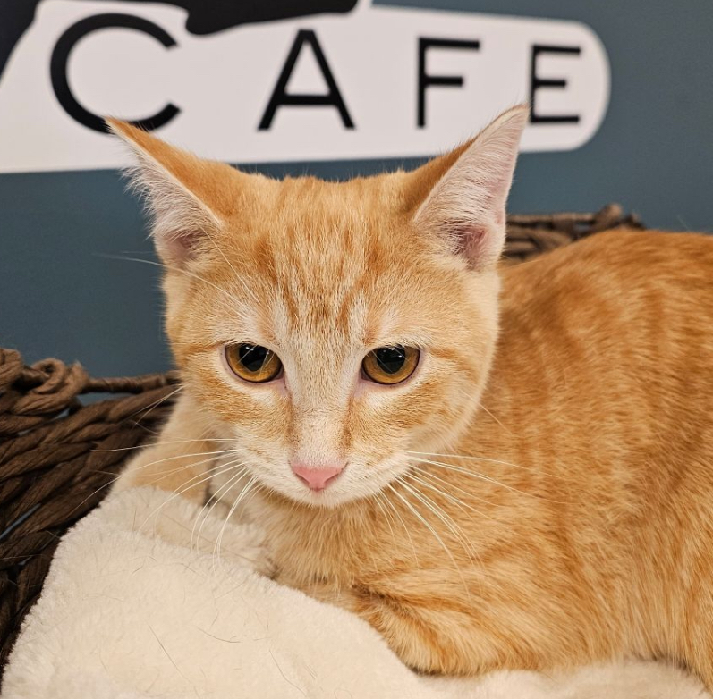 Smitten Kitten Cat Cafe