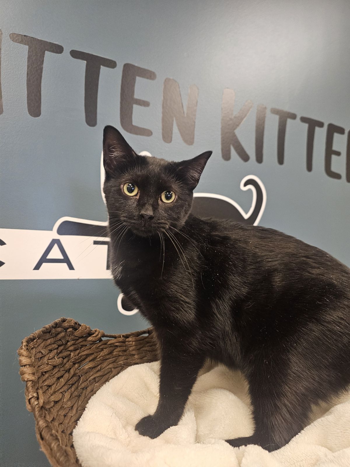 Smitten Kitten Cat Cafe