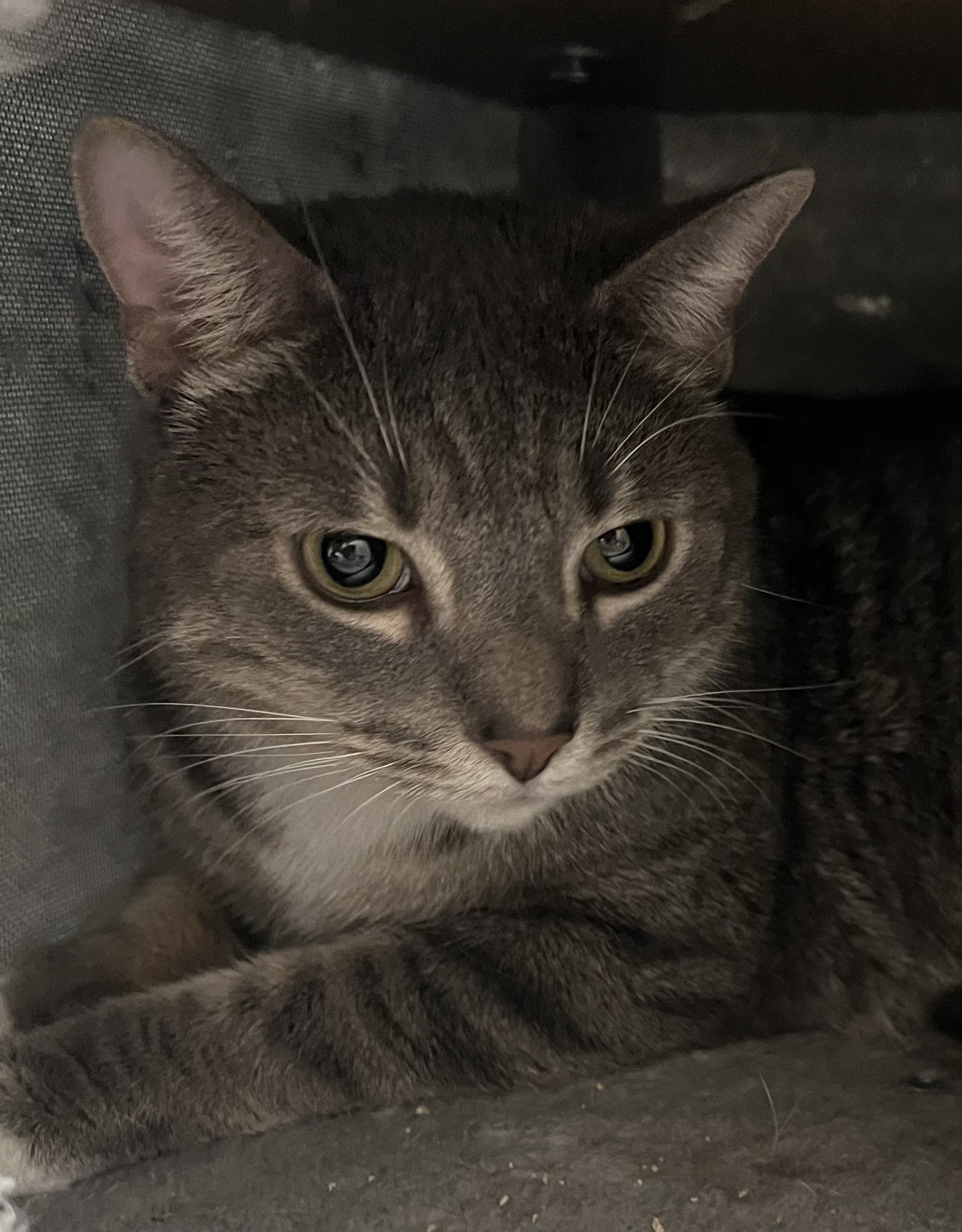 Smitten Kitten Cat Cafe