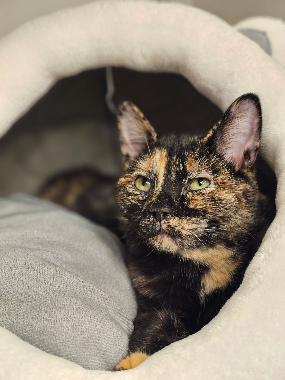 Smitten Kitten Cat Cafe