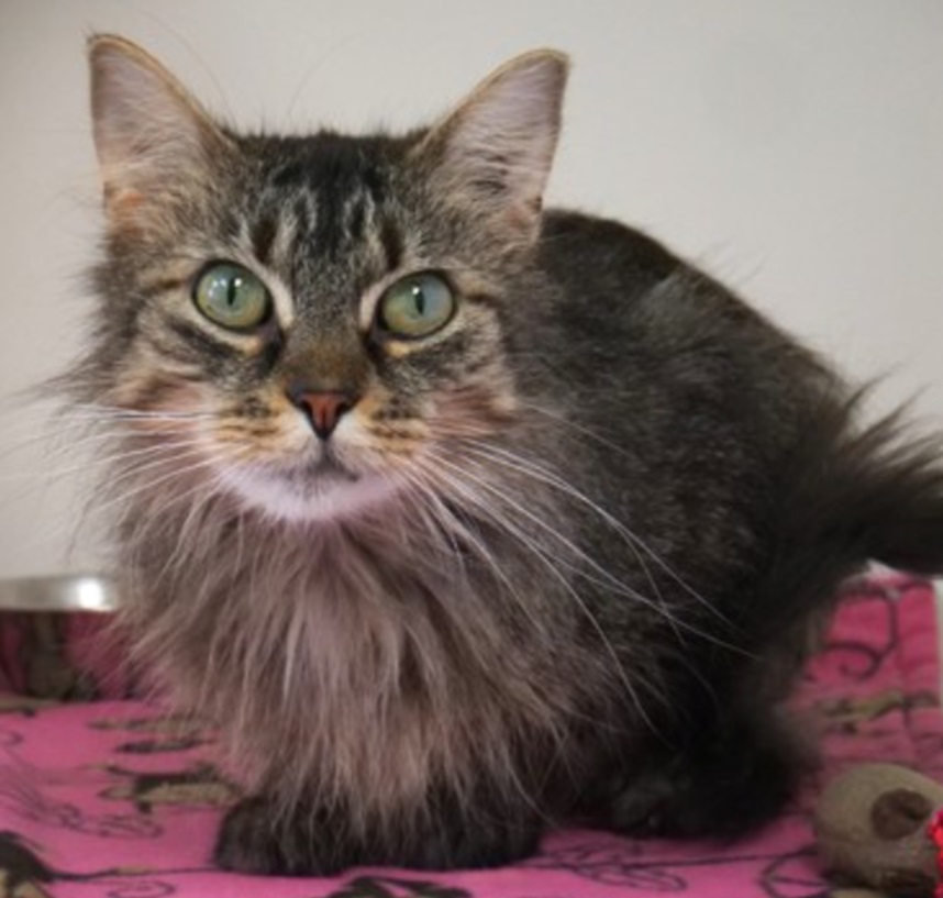 Smitten Kitten Cat Cafe