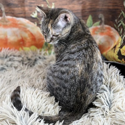 Smitten Kitten Cat Cafe