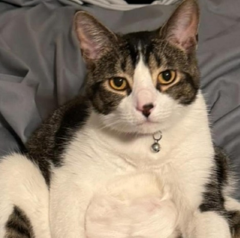 Smitten Kitten Cat Cafe