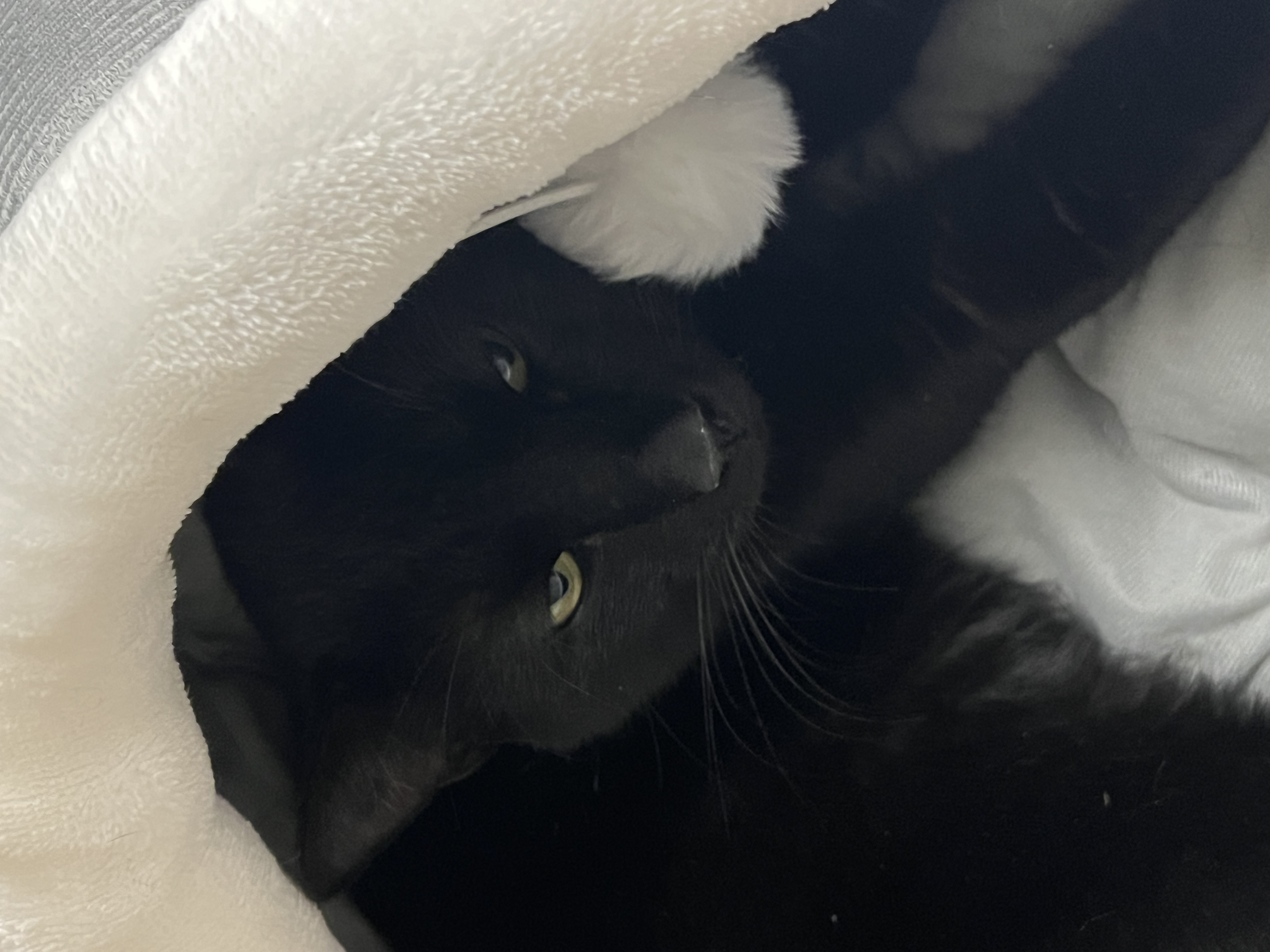 Smitten Kitten Cat Cafe