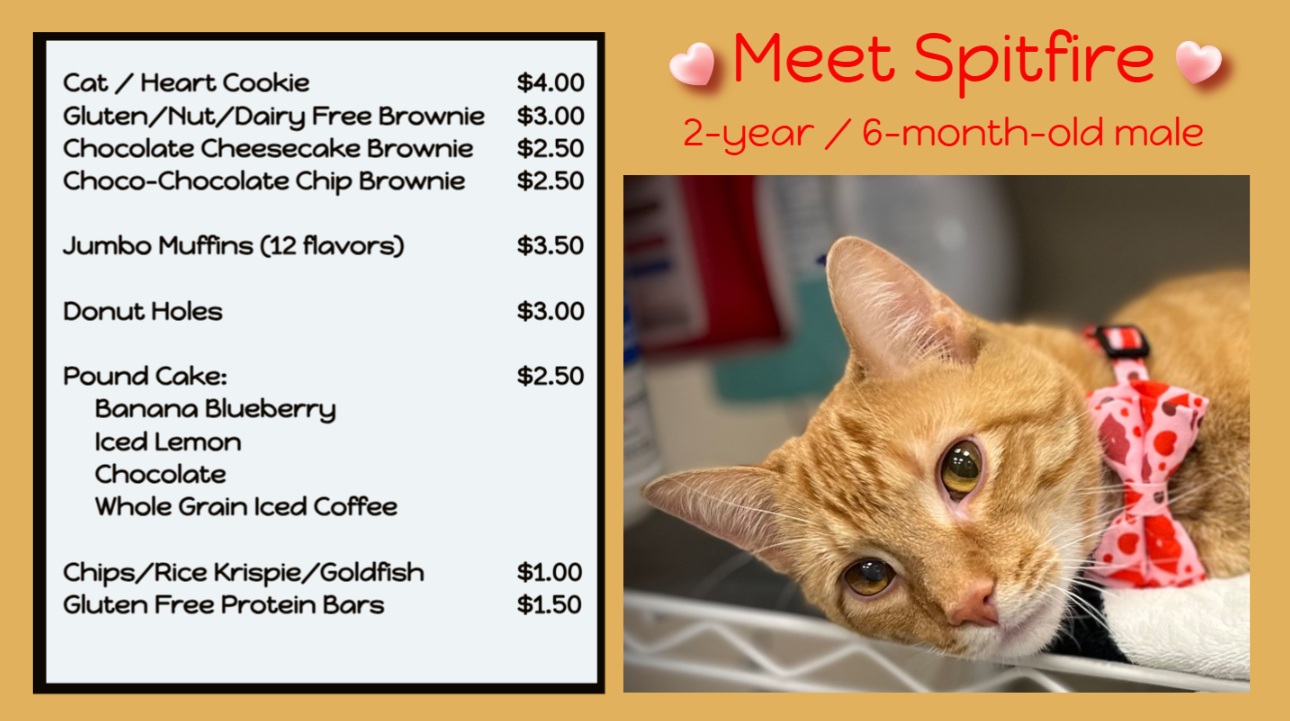 Smitten Kitten Cat Cafe