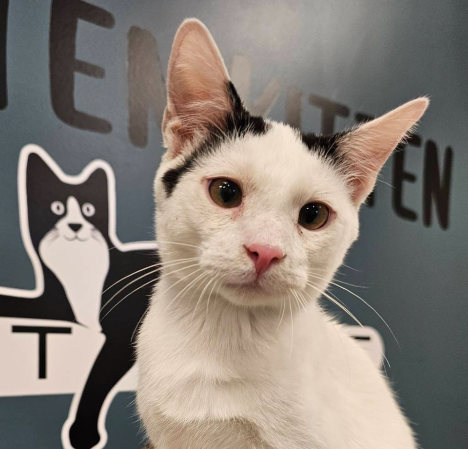 Smitten Kitten Cat Cafe