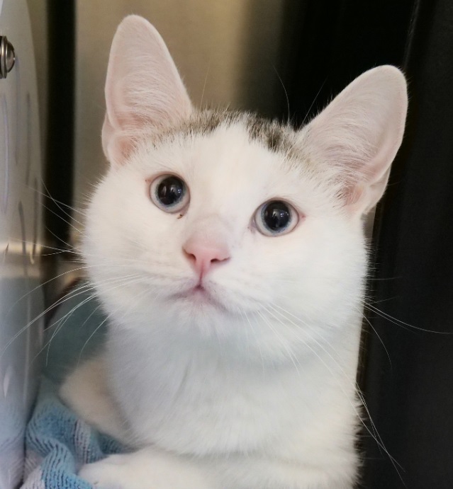 Smitten Kitten Cat Cafe