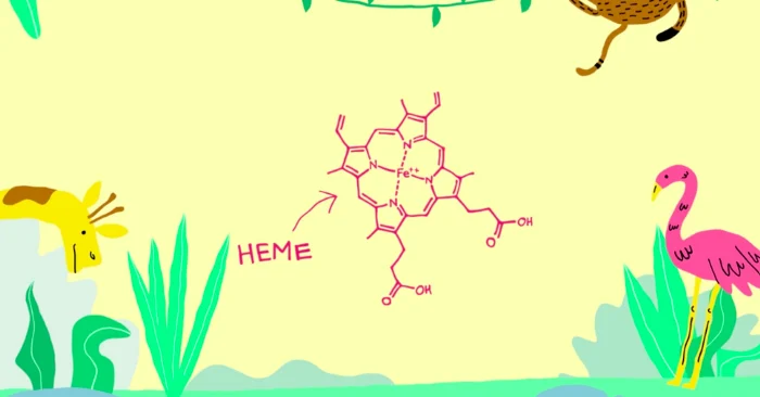 Impossible Burger: Heme & Health