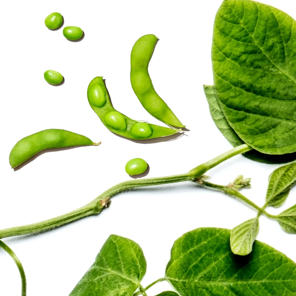 Our plant-based ingredients