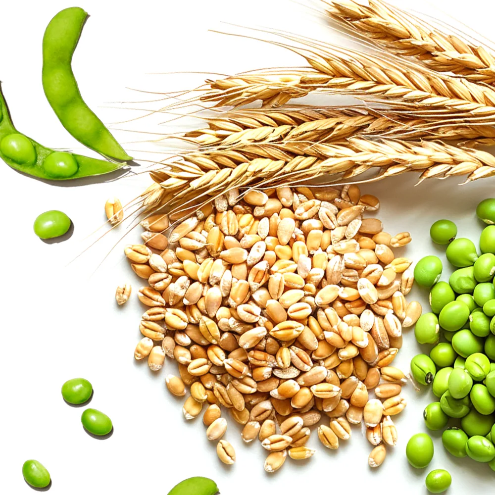 Our plant-based ingredients