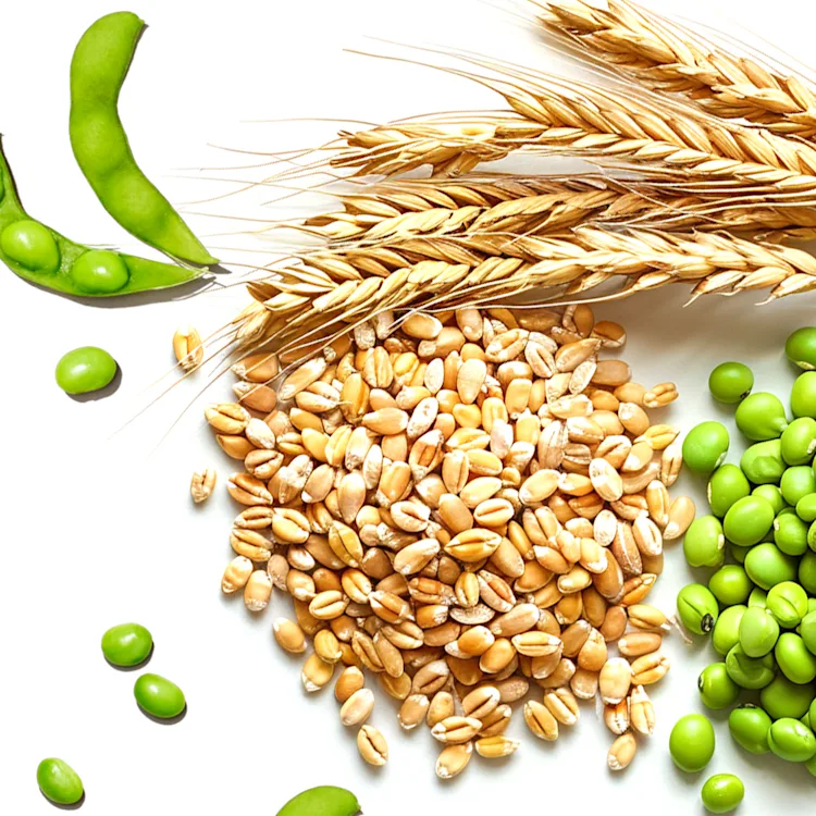 Our plant-based ingredients