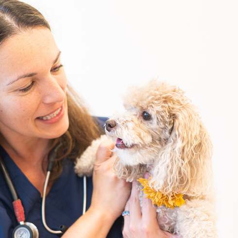 Vet Clinic | Wake Forest, NC | Petfolk