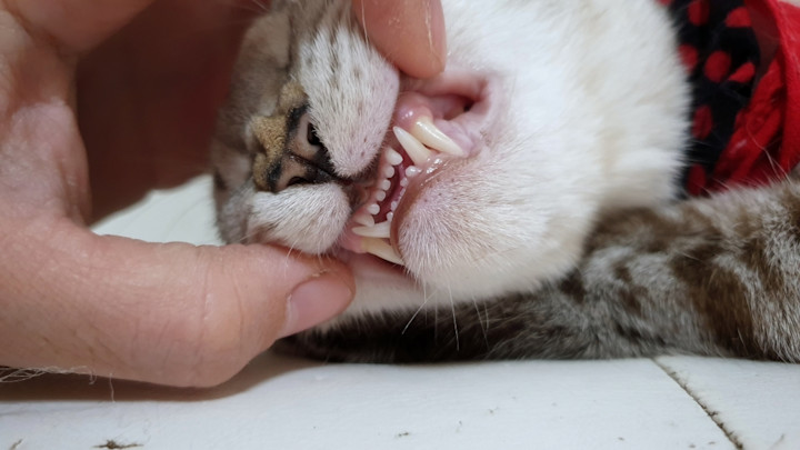 Petfolklore | Pet Care Blog | Petfolk