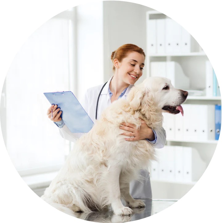 Book your Spay / Neuter with Petfolk | Petfolk