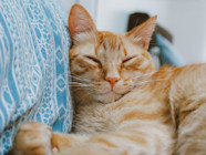 Why Do Cats Purr What It Means When Cats Purr Petfolk Petfolk Why Do Cats Purr What It Means When Cats Purr Petfolk Petfolk