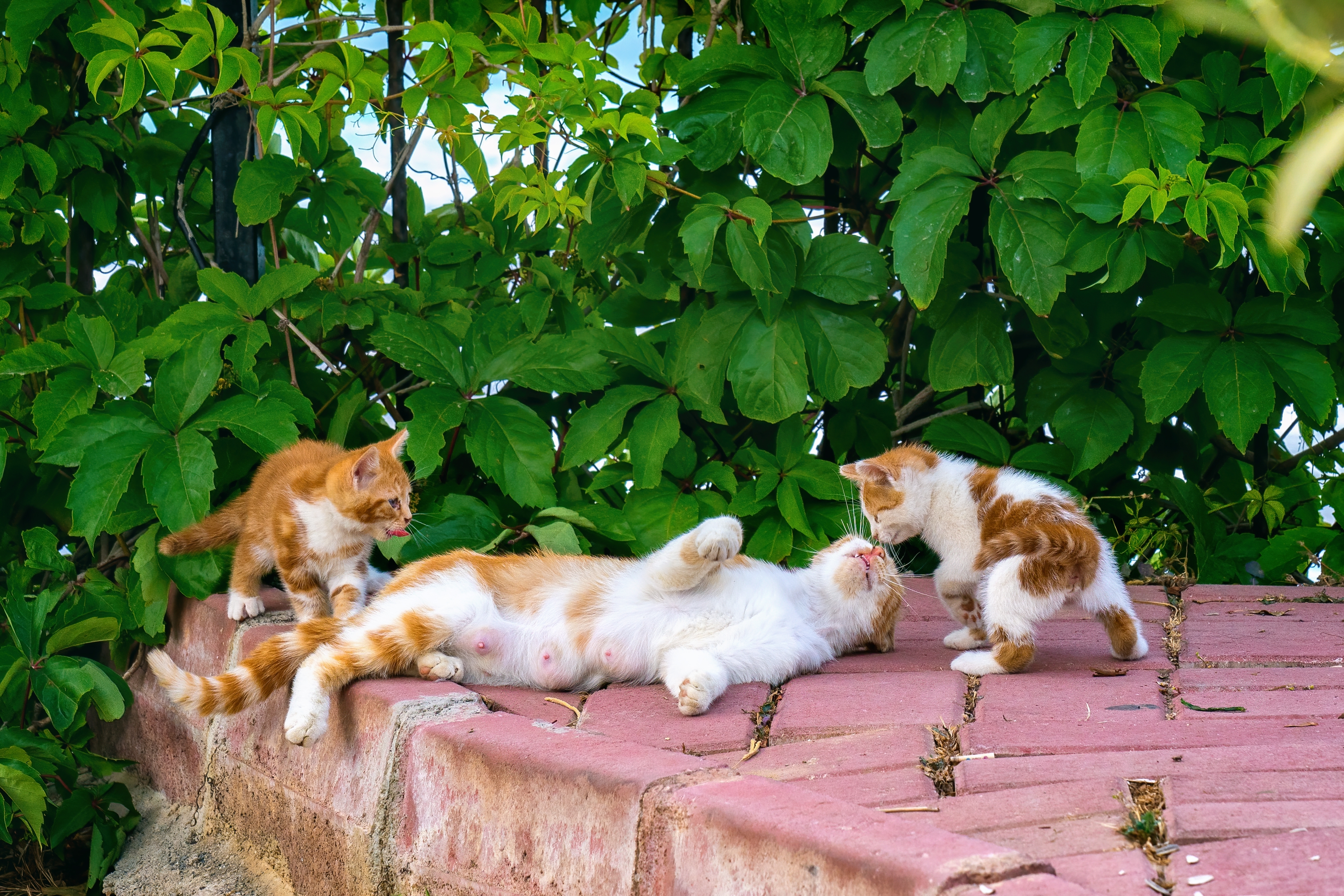 How to Socialize a Kitten & Build Confidence | Petfolk