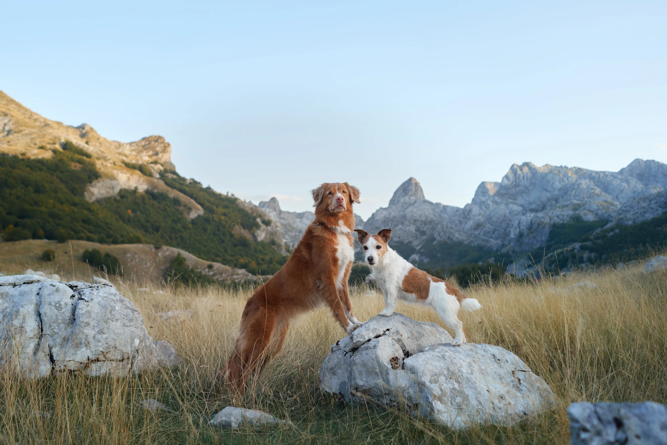 Fun Things to Do with Your Dog in Scottsdale, AZ | Petfolk