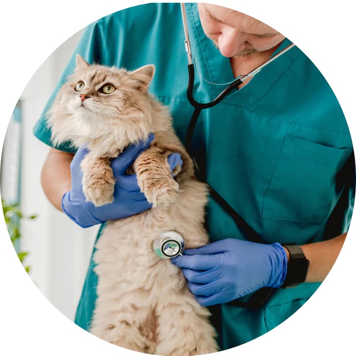 Book your Spay / Neuter with Petfolk | Petfolk