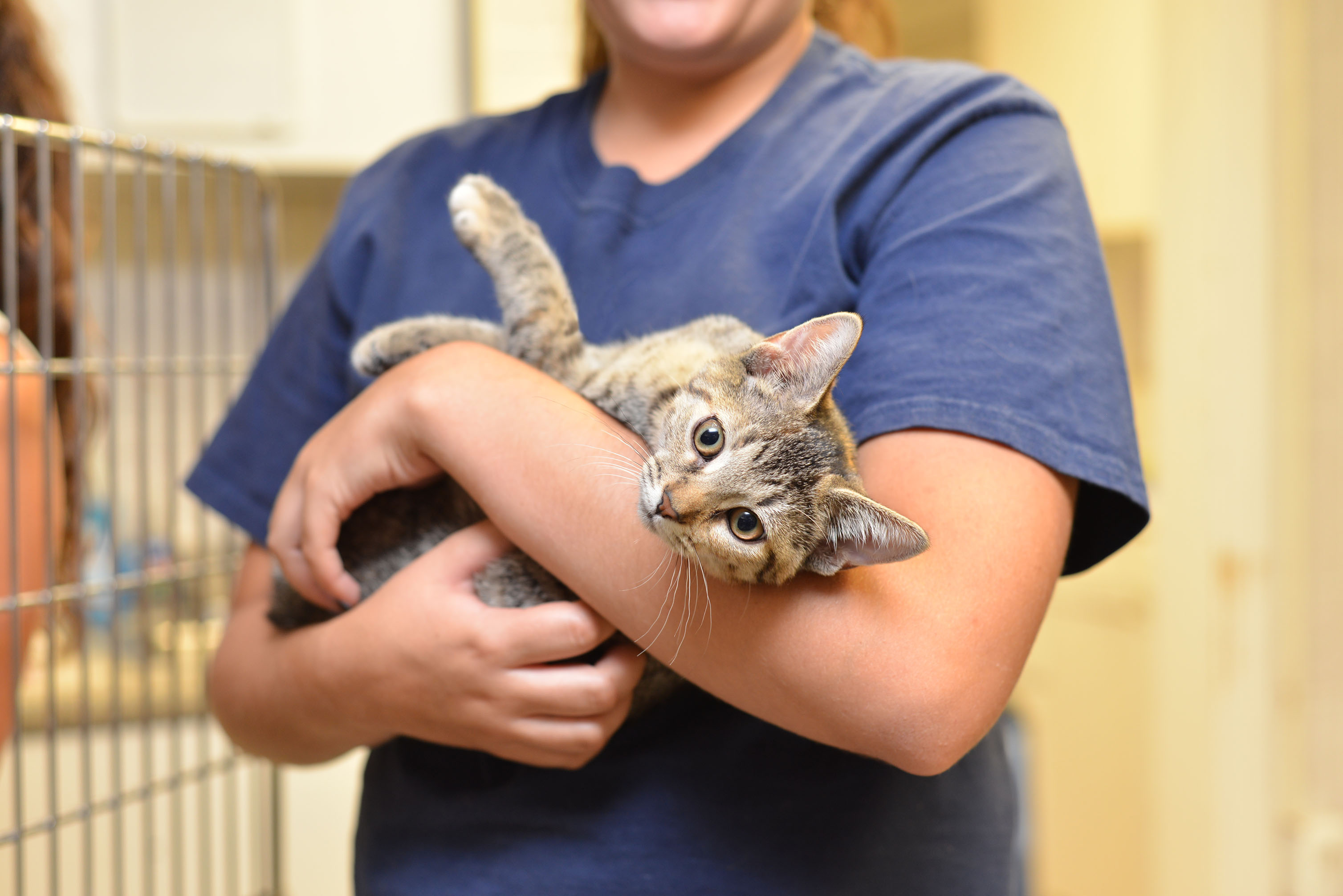 New Cat Owner Checklist for Bringing Home a Shelter Cat | Petfolk