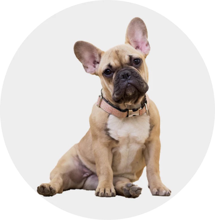 Book your Spay / Neuter with Petfolk | Petfolk