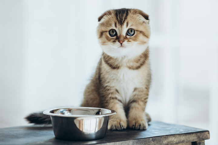 How to Socialize a Kitten & Build Confidence | Petfolk