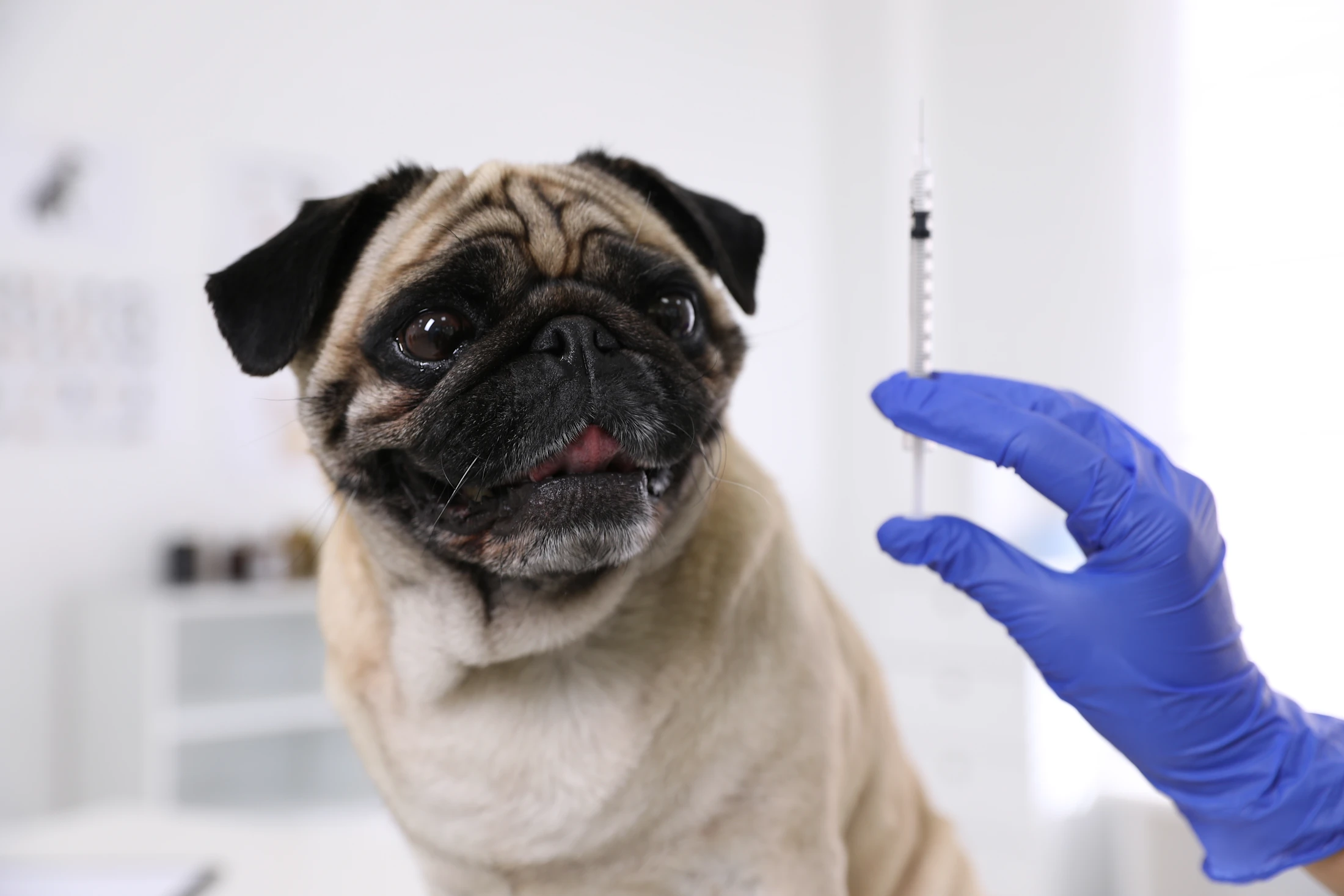 Core Vaccines for Dogs: Vaccines Dogs Need | Petfolk
