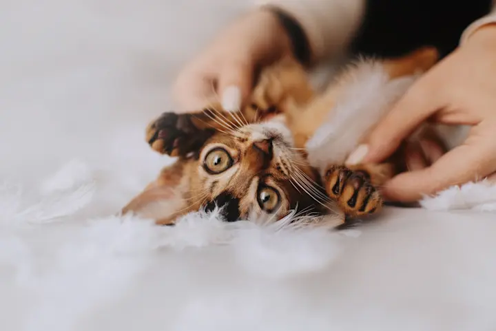 Understanding the Behavioral Stages of Kittenhood | Petfolk | Petfolk