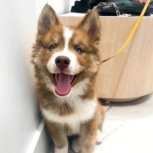 Vet Clinic | Norcross, GA | Petfolk