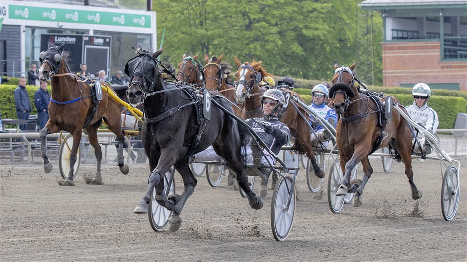 Inför V75®: Livet leker för Madsens stjärnsto | ATG