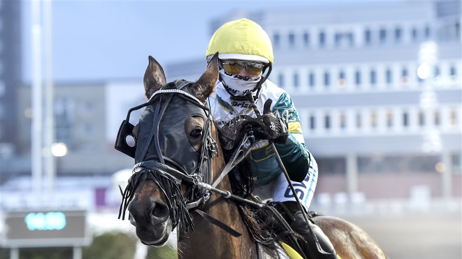 Två svenska ston i världens största lopp | ATG