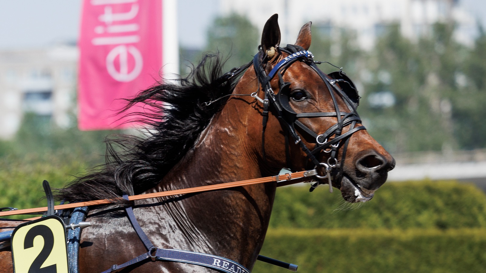 Readly Lavec en vinnare i Frankrike | ATG