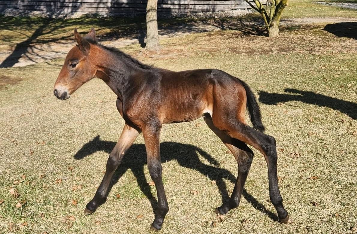 Dyrgrip i hagen – helsyster till Jiggy Jog | ATG