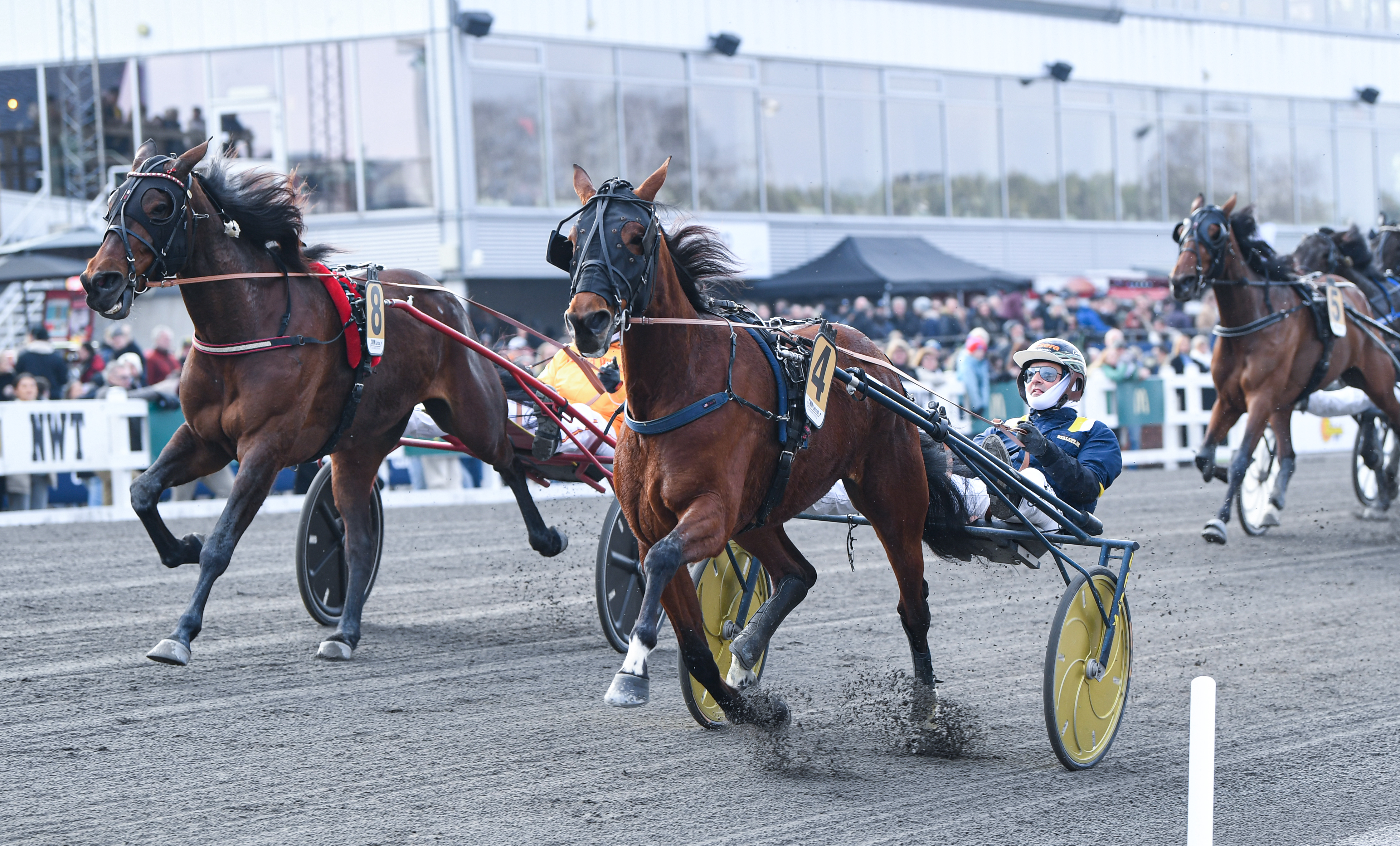 Inför V86® (jackpot): ”Tarzans” toppsto stormar fram: ”Har utvecklats ...