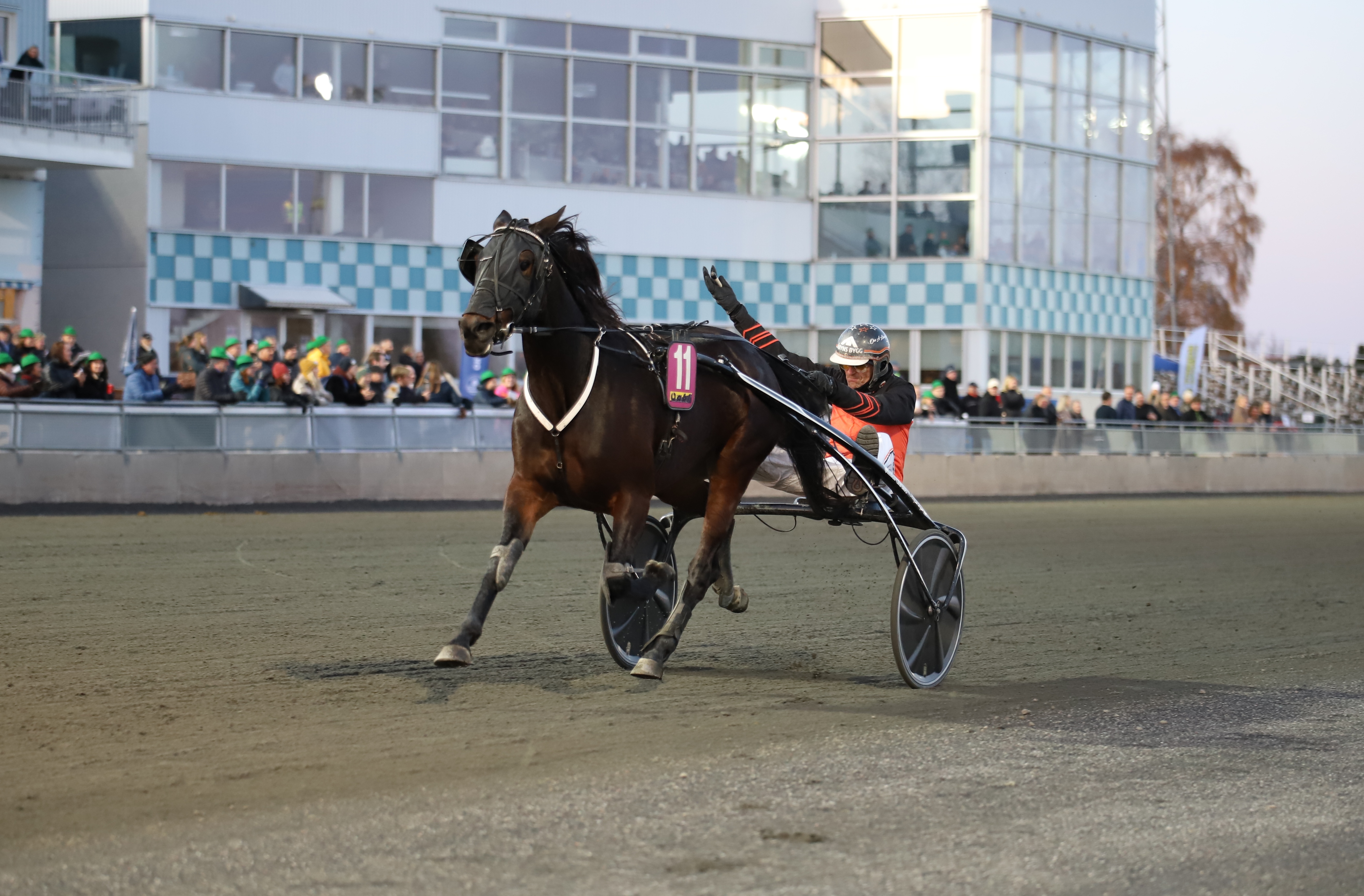 Inför V75® (jackpot): Olly Håleryd har varit överlägsen – "Tror hon ...