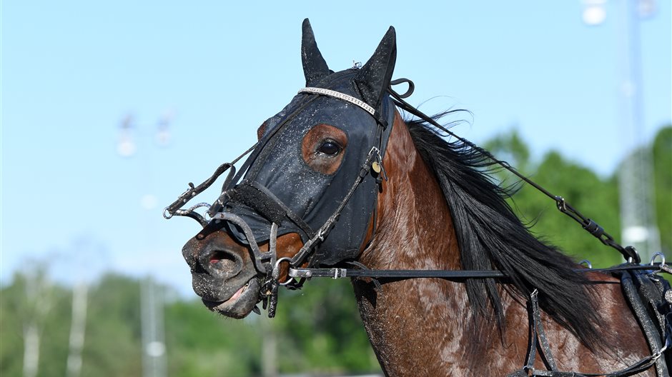 Äntligen klaffade det för Pinto Bob | ATG