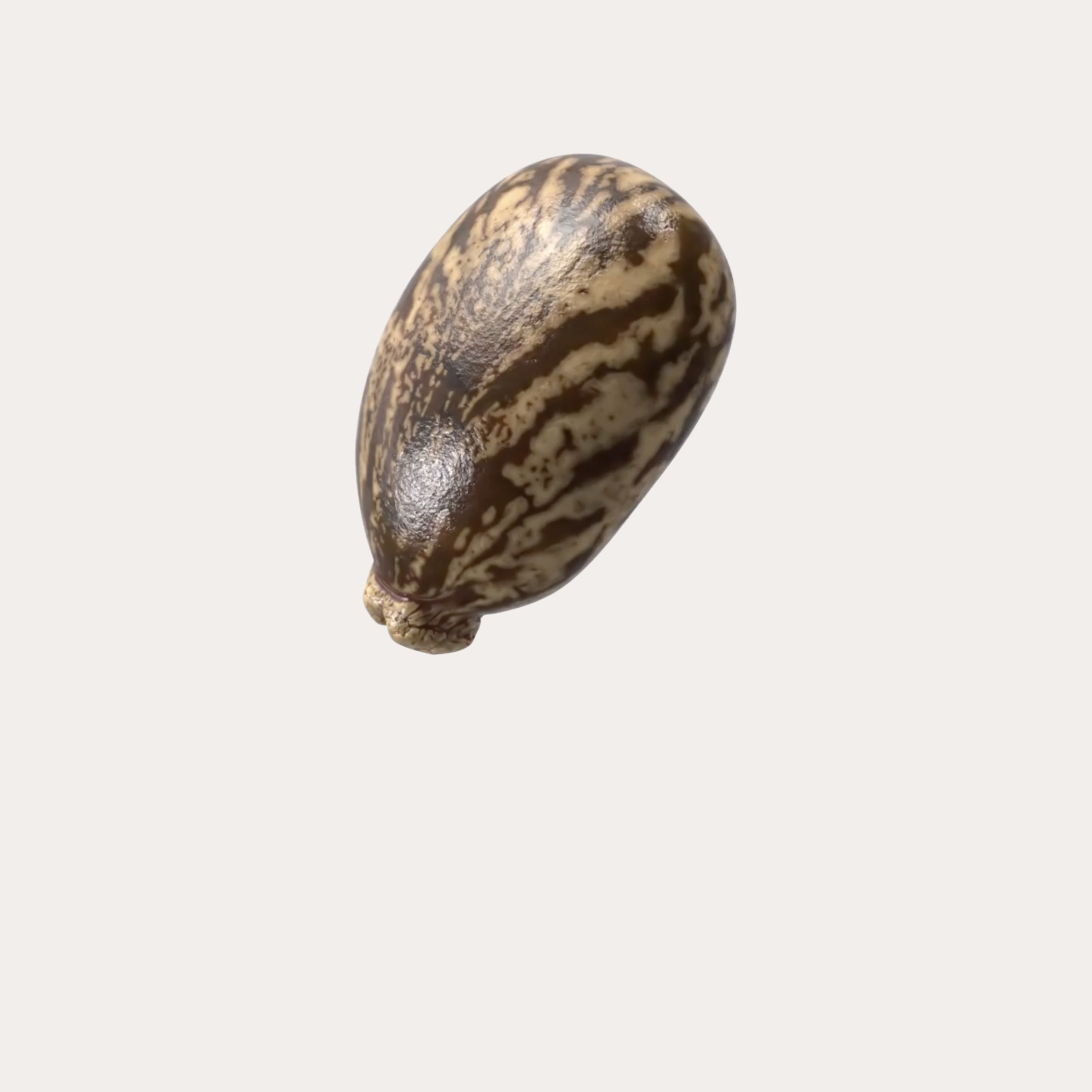 Cloudneo | On United States