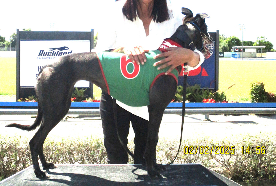 Sun Shines on a Kiwi Moment