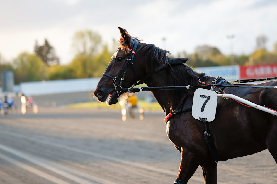 Group One mare looks well-placed in Metro Final