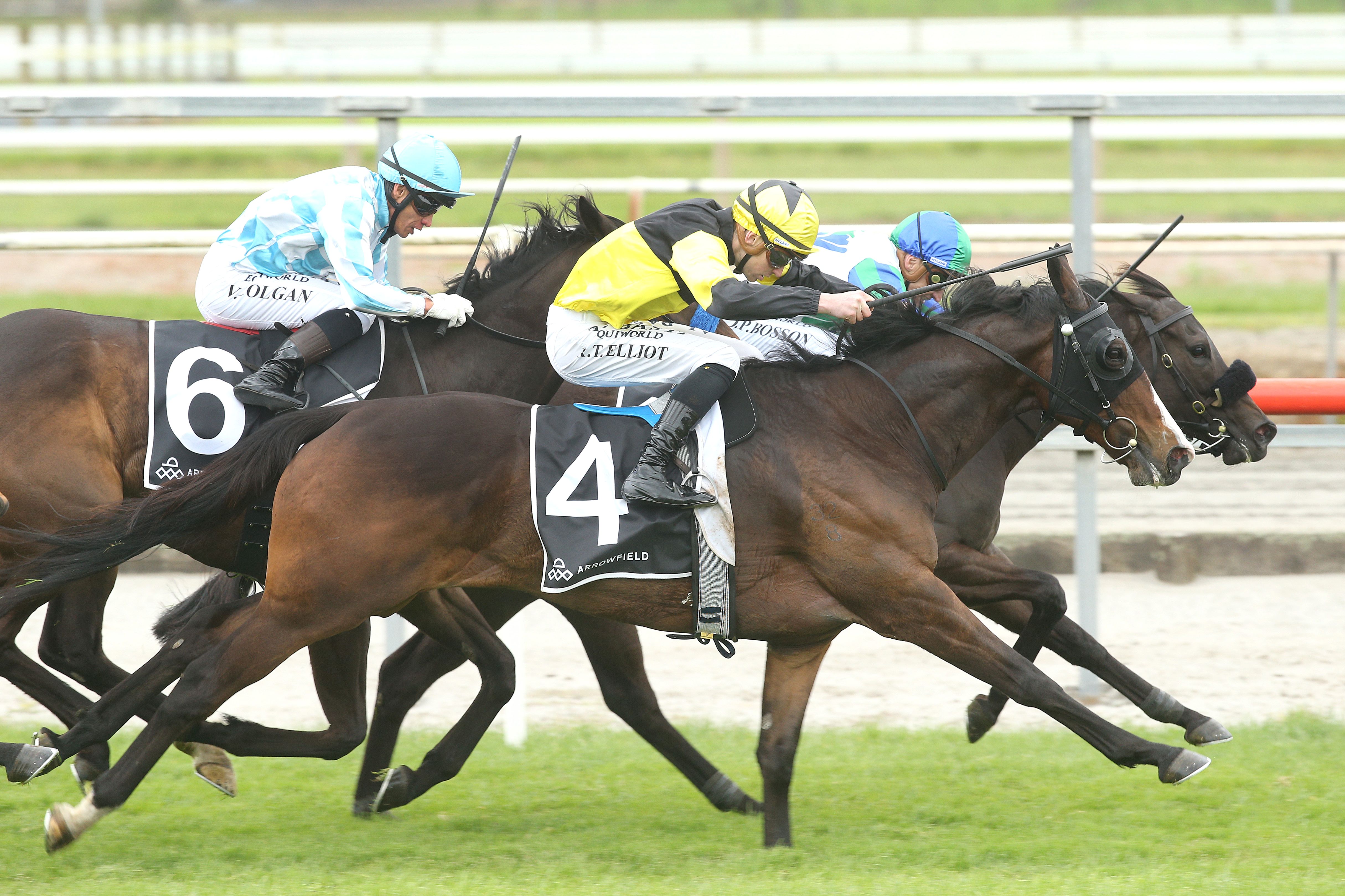 One Bold Cat returns to Matamata on Group One anniversary