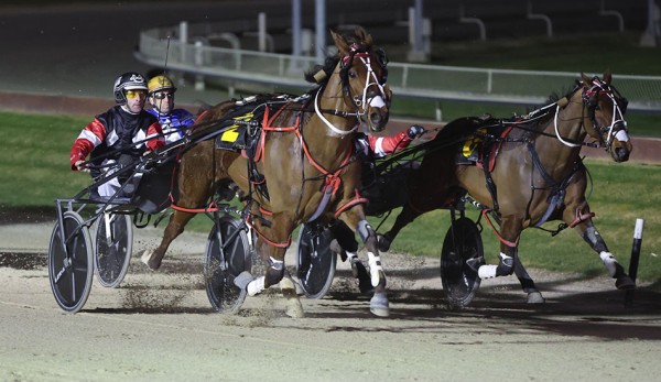 Dalton Shard into IRT NZ Trotting Cup as Dunns dominate