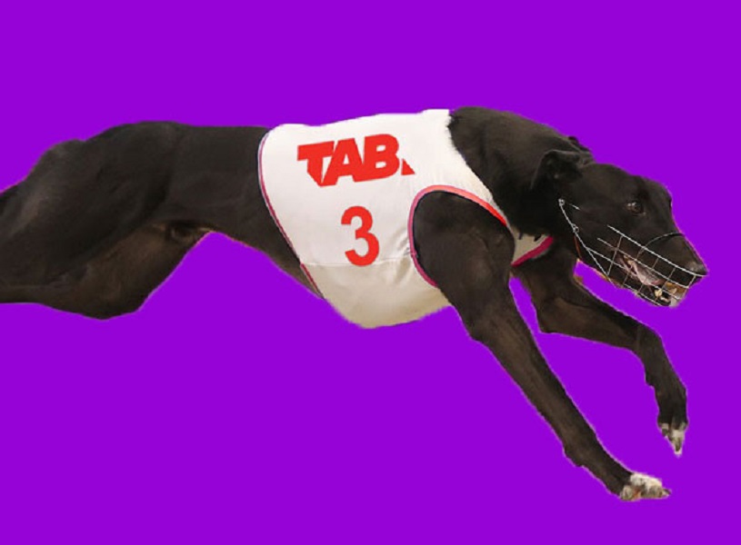 The TAB Dog launches on 1 August 2024