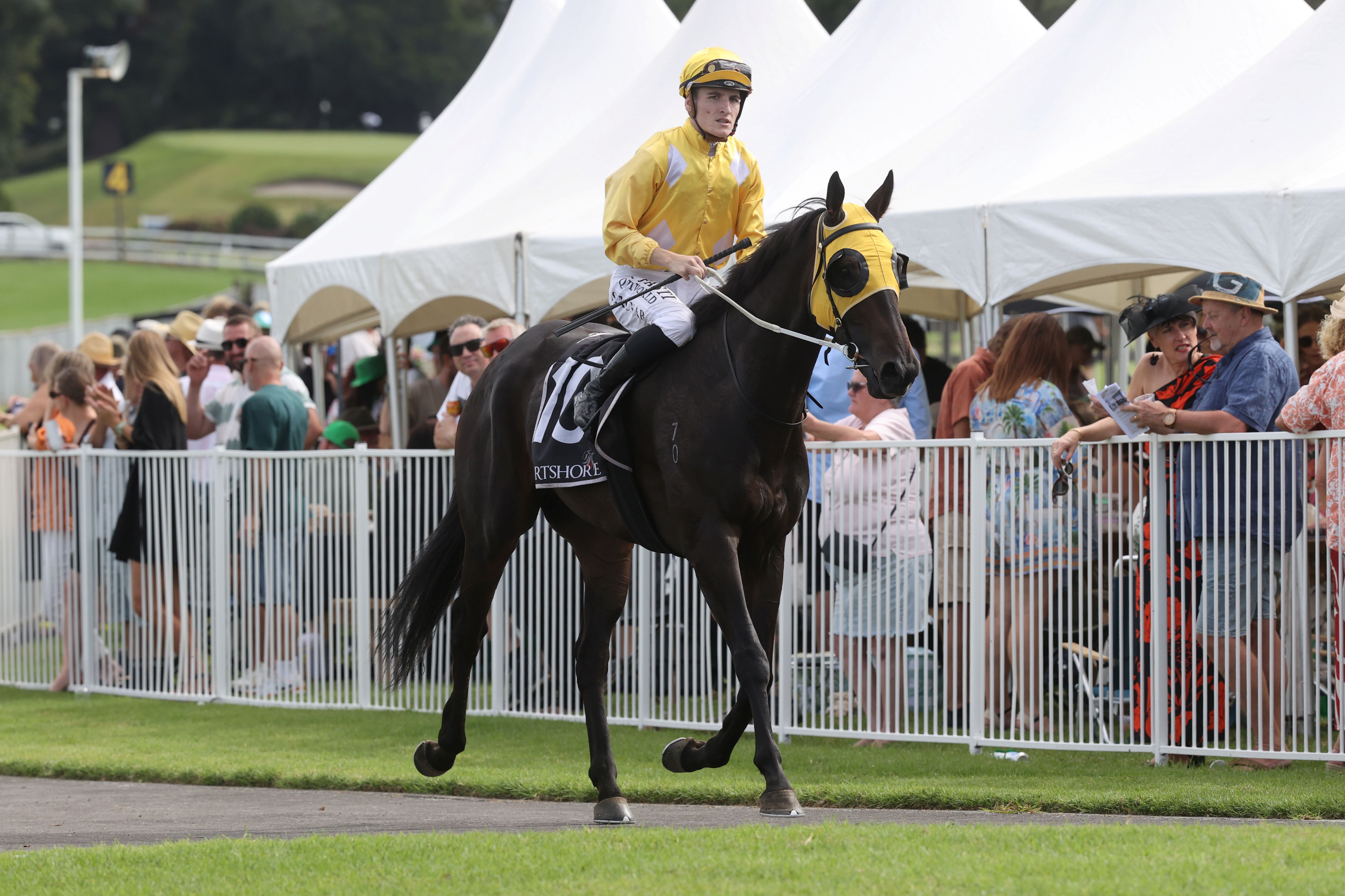 Awapuni Gold Cup a new test for Omega Boy