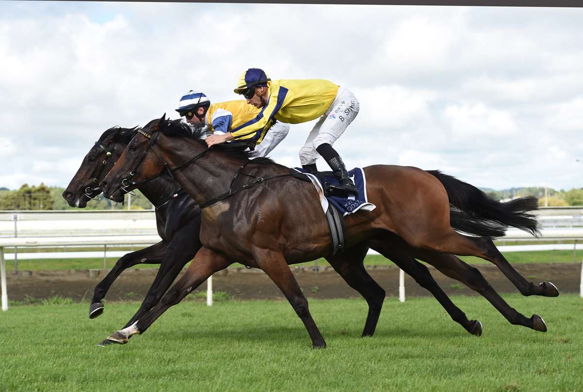 Shinn to ride at Ellerslie on Boxing Day