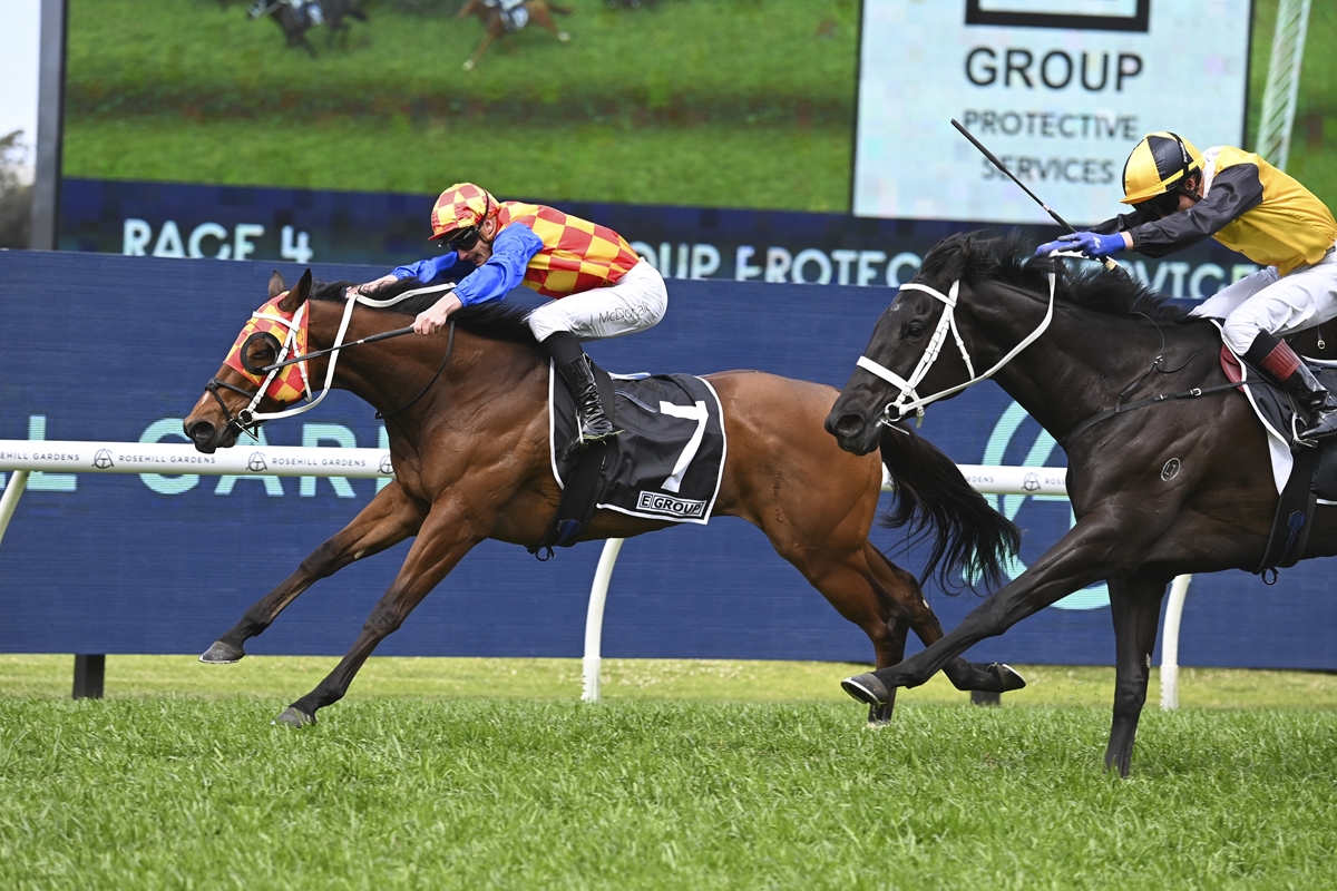 firestorm heads kiwi bred trifecta