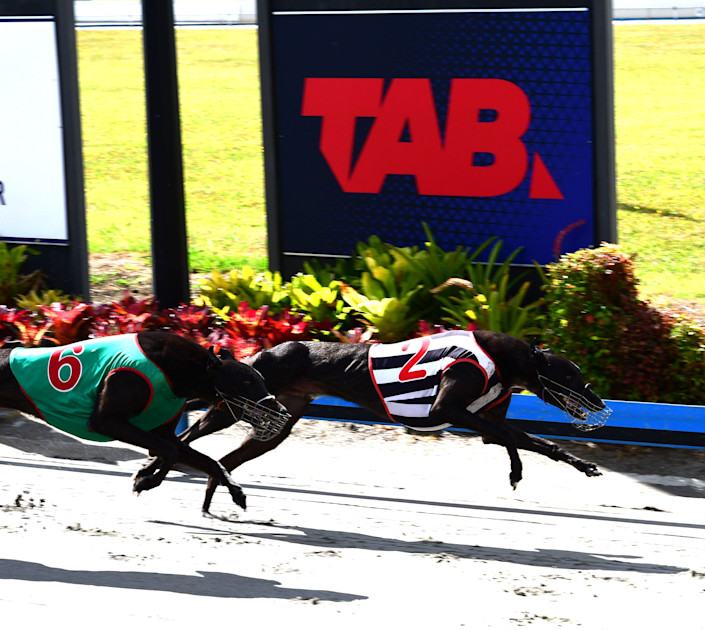 The greyhounds are running...and running....and running
