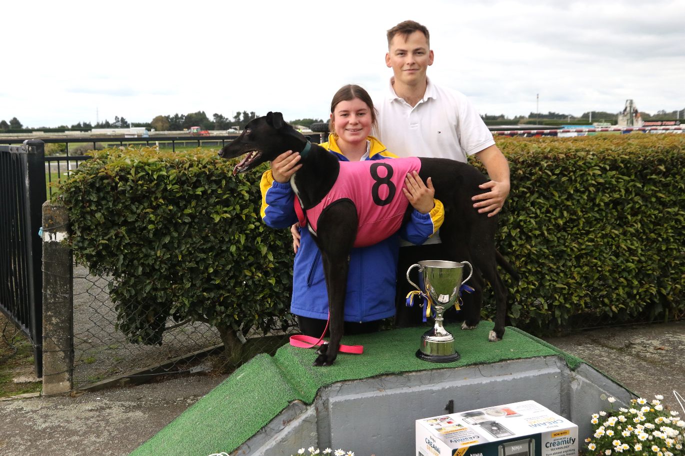 Quality Greyhound chasing action