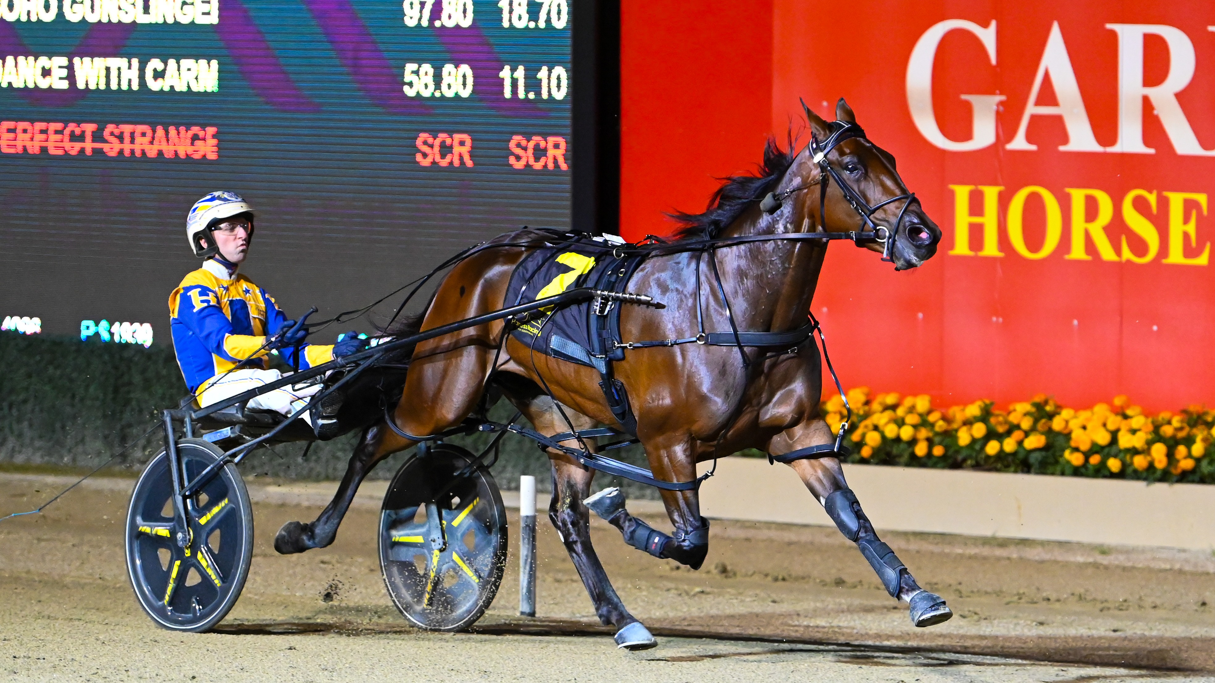 Kiwi flavour to headline racing Across the Ditch