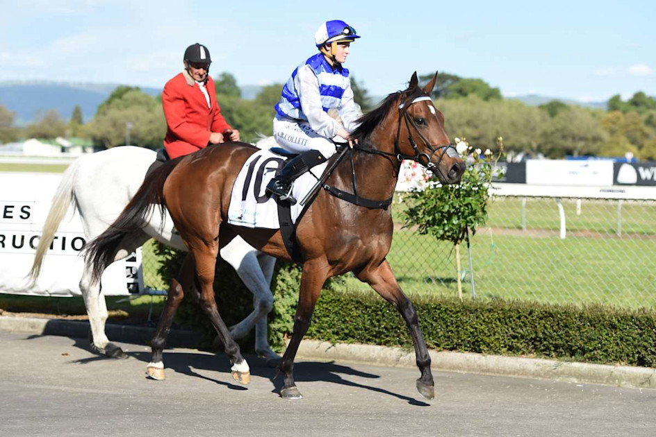 Pencarrow tops National Online Breeding Stock Sale