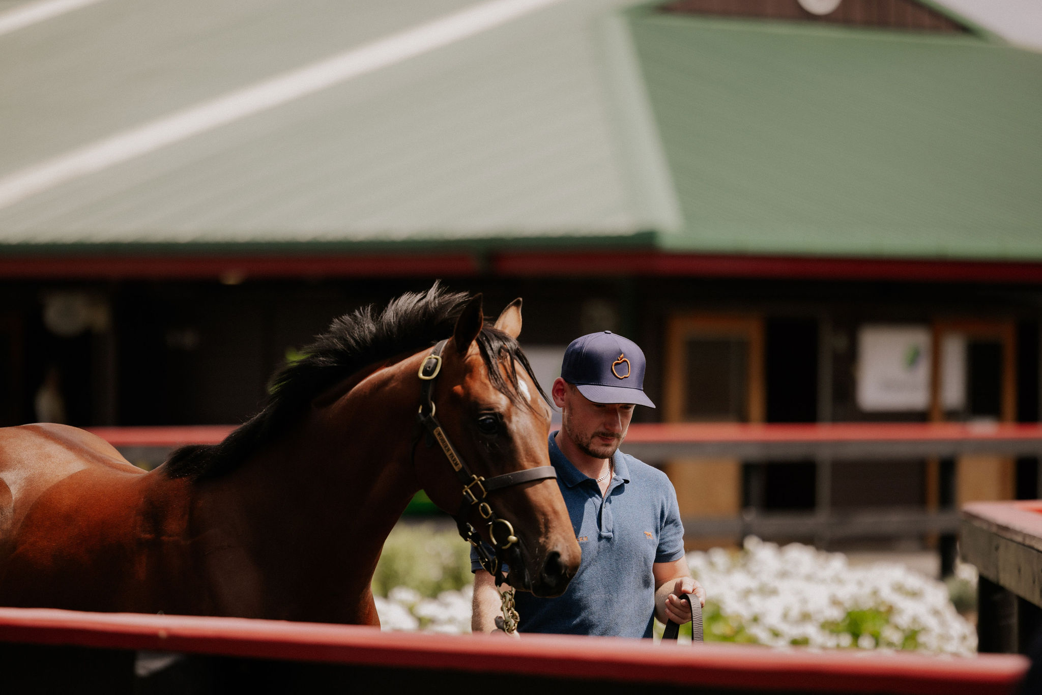 NZB National Yearling Sale to debut new format