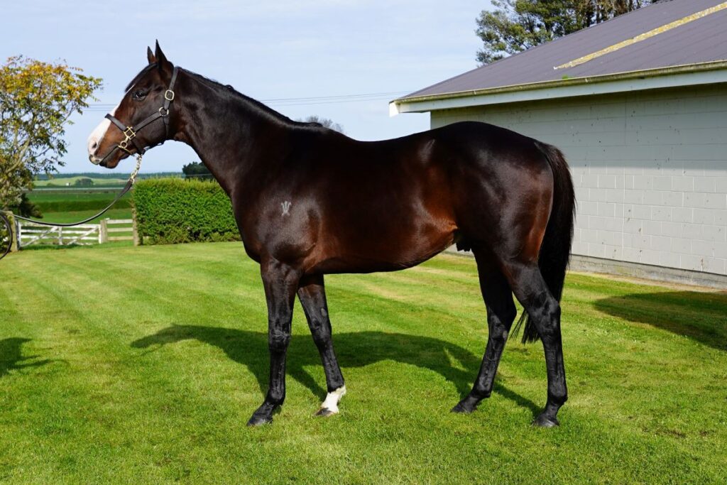 One Bold Cat win is a timely boost for Grangewilliam racing